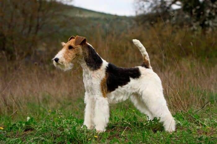 Fox Terrier, pelo duro